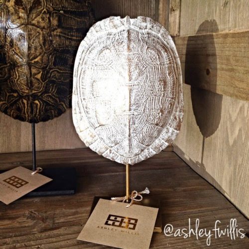 Decorative Turtle Shells Handcrafted in Texas – Marci Schneider